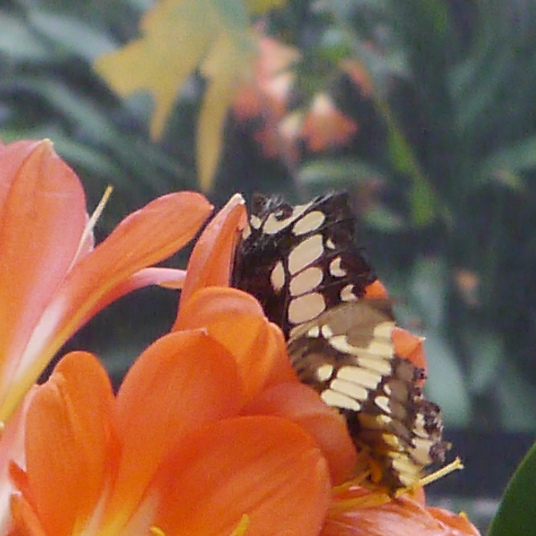 mowi19 hat Geburtstag // Socken stricken genial einfach – Strickanleitung für 3 Nadeln jetzt ...