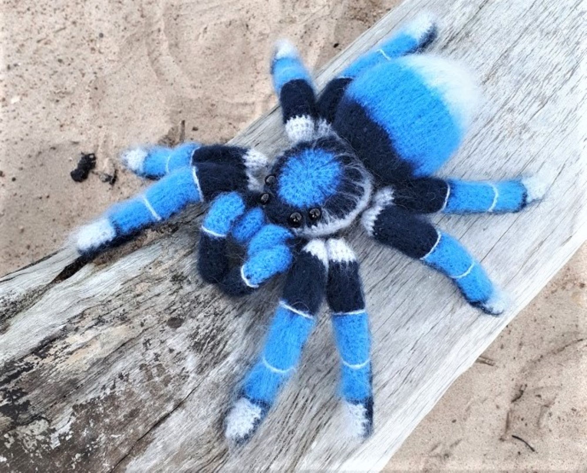 Blue Tarantula Spider